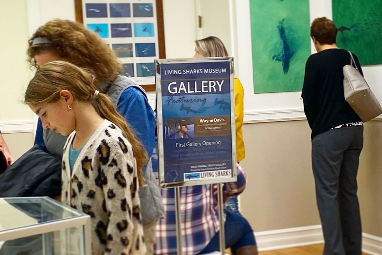 Visit America's First Shark History Museum — Living Sharks Museum