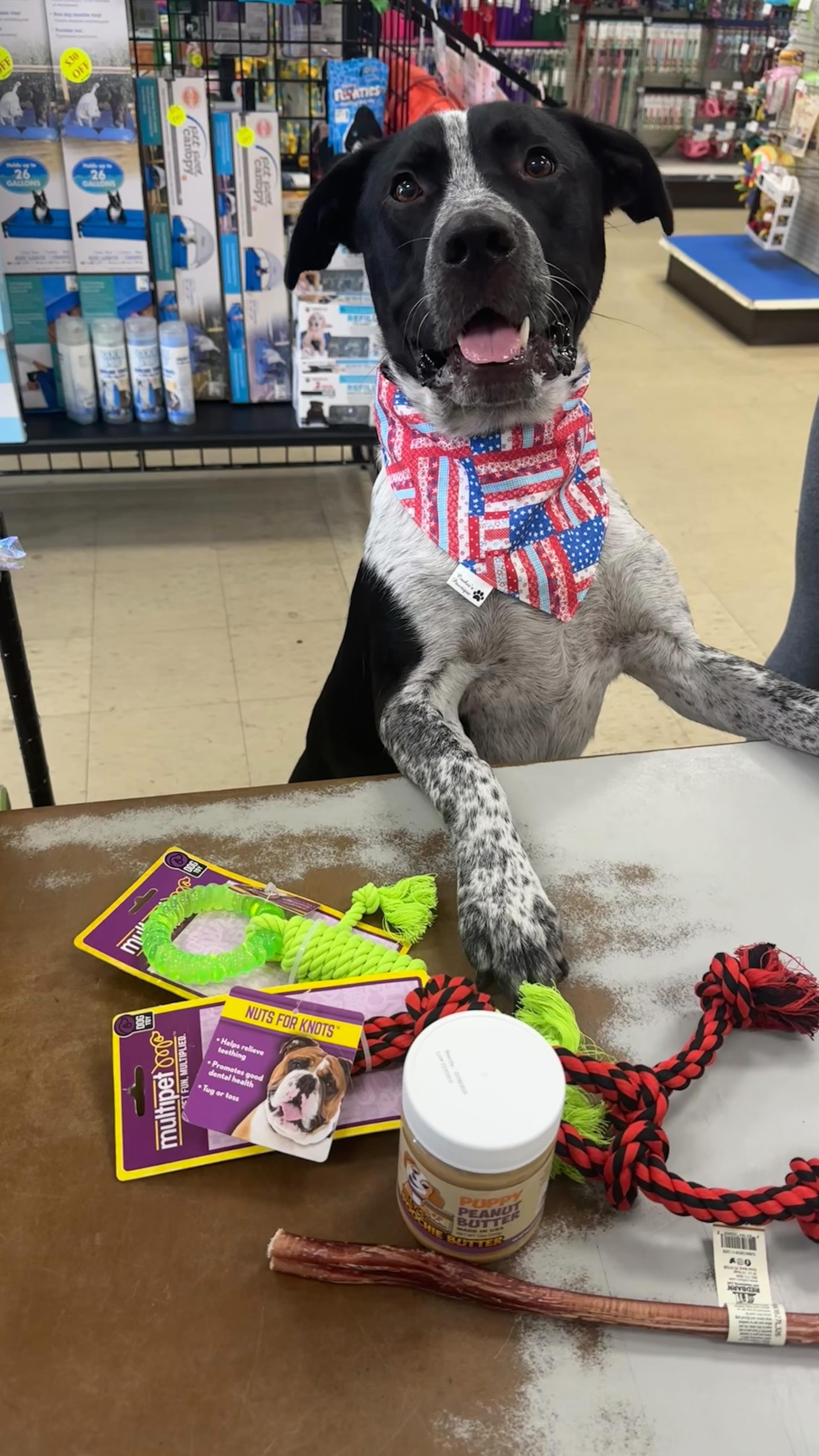 Therapy K-9 — Borough of Haledon