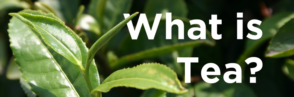What Is Tea? - The Culture of Tea - Part 1 — Boulder Dushanbe Teahouse