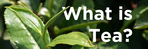 What Is Tea? - The Culture of Tea - Part 1 — Boulder Dushanbe Teahouse
