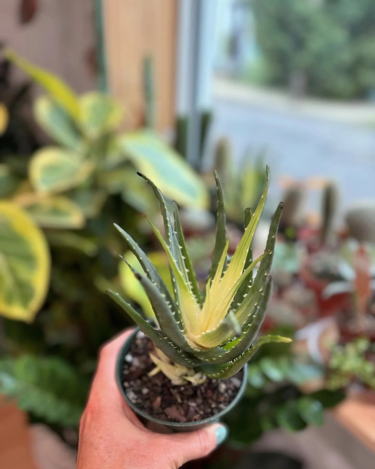 The Store — Synthesis