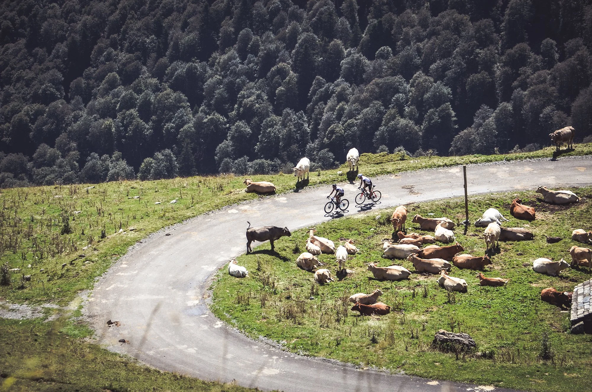 Italy Bike Tours | Bicycle Tour Organisers | Cycle The Dream