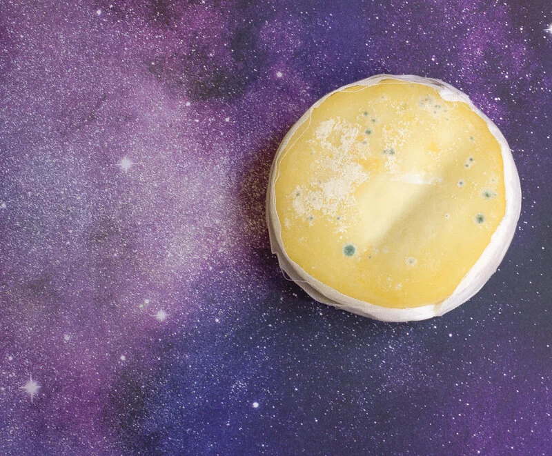 When Flowers Make Cheese! Thistle Rennet making it ooze. — It's Not You ...