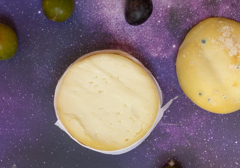 When Flowers Make Cheese! Thistle Rennet making it ooze. — It's Not You ...