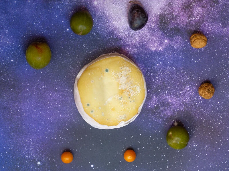 When Flowers Make Cheese! Thistle Rennet making it ooze. — It's Not You ...
