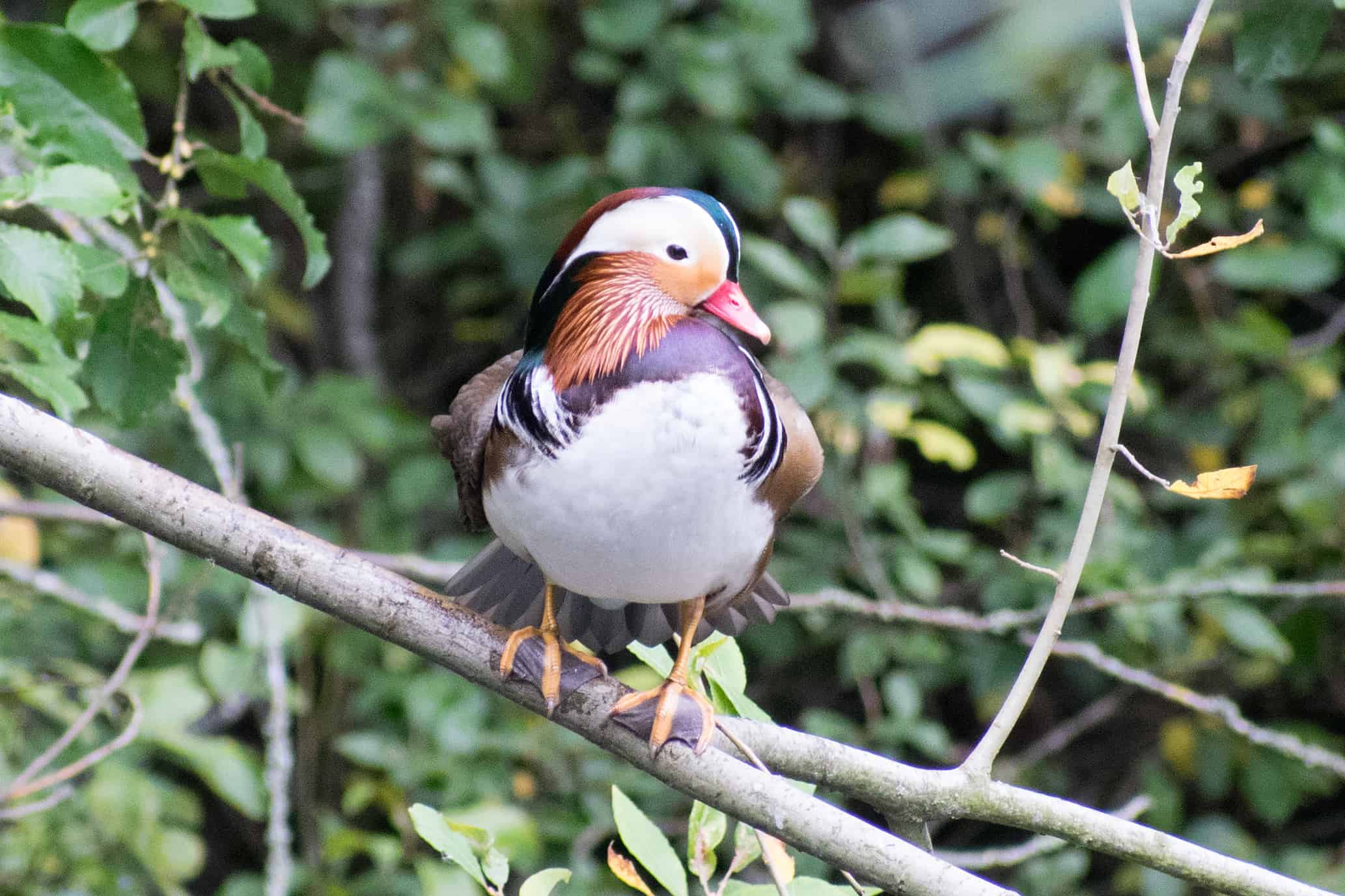Wildlife — Hampstead Heath