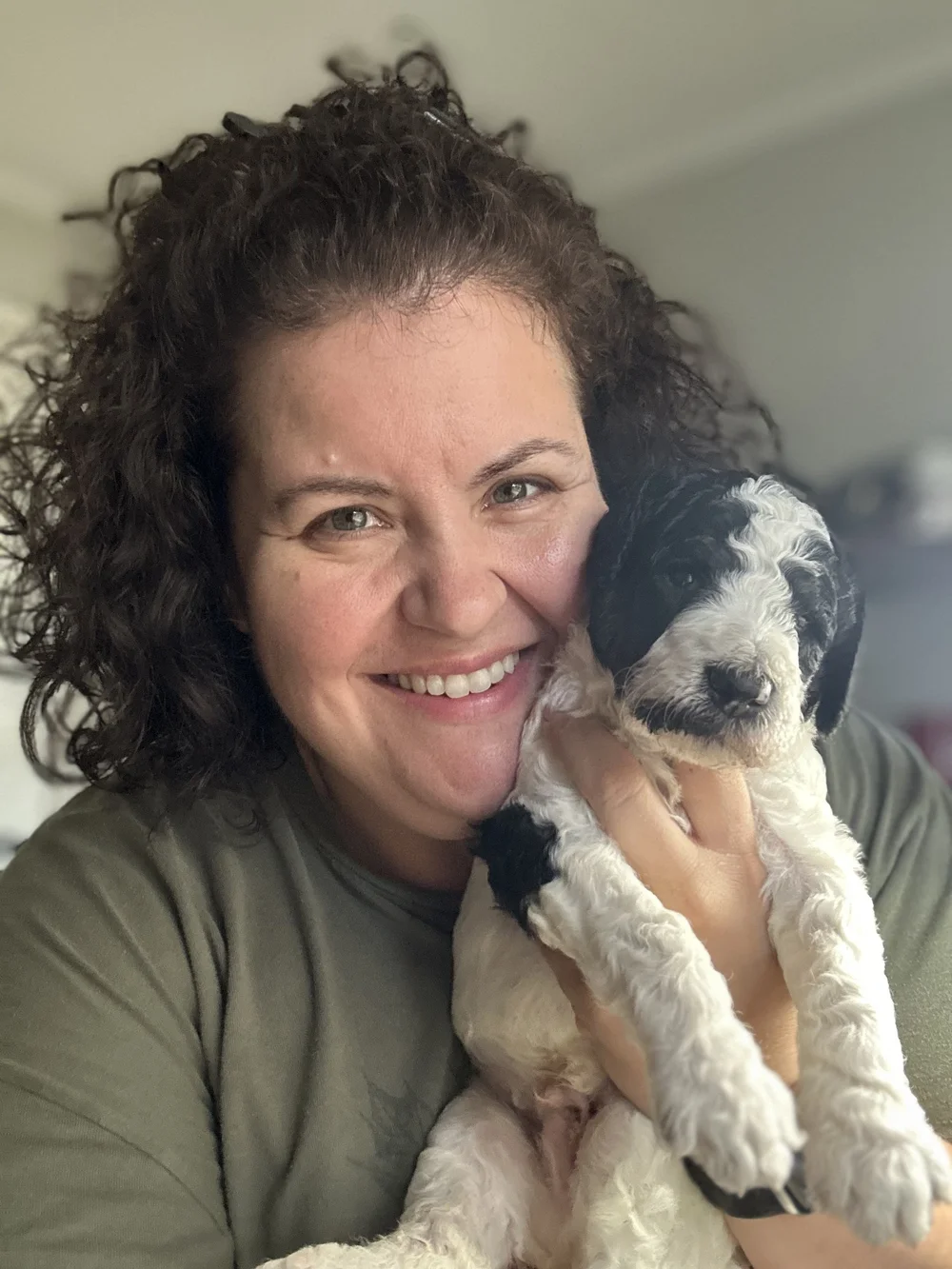 Boodle’s Standard Poodles