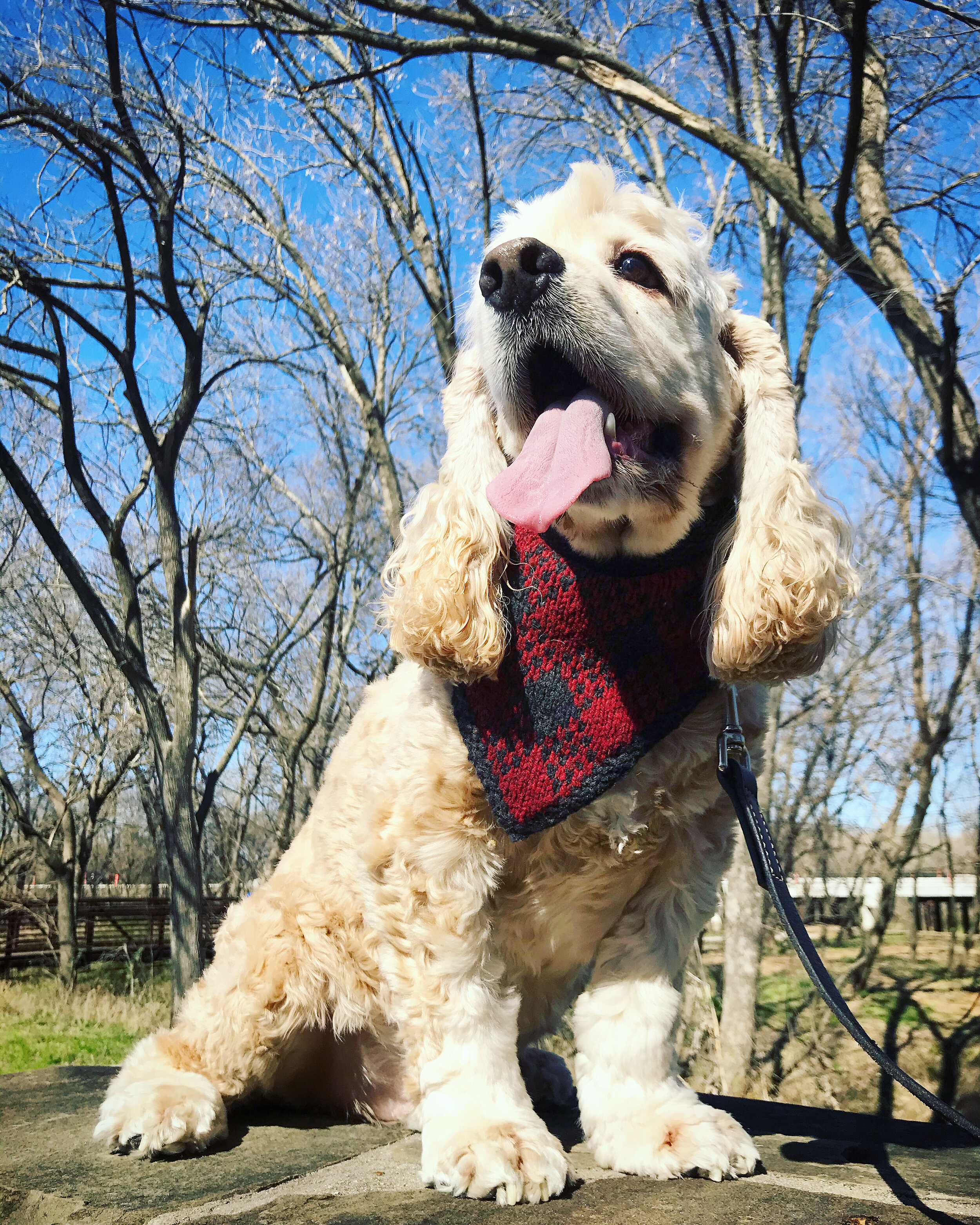 DRAGON LORE — Alexandra Davidoff Studio