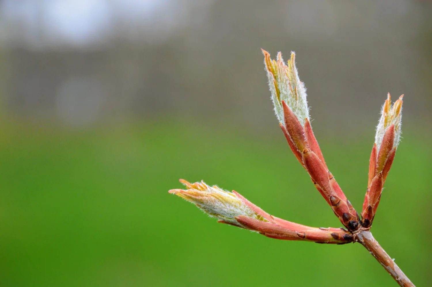 Phenology Monitoring at The Morton Arboretum — Christine Rollinson