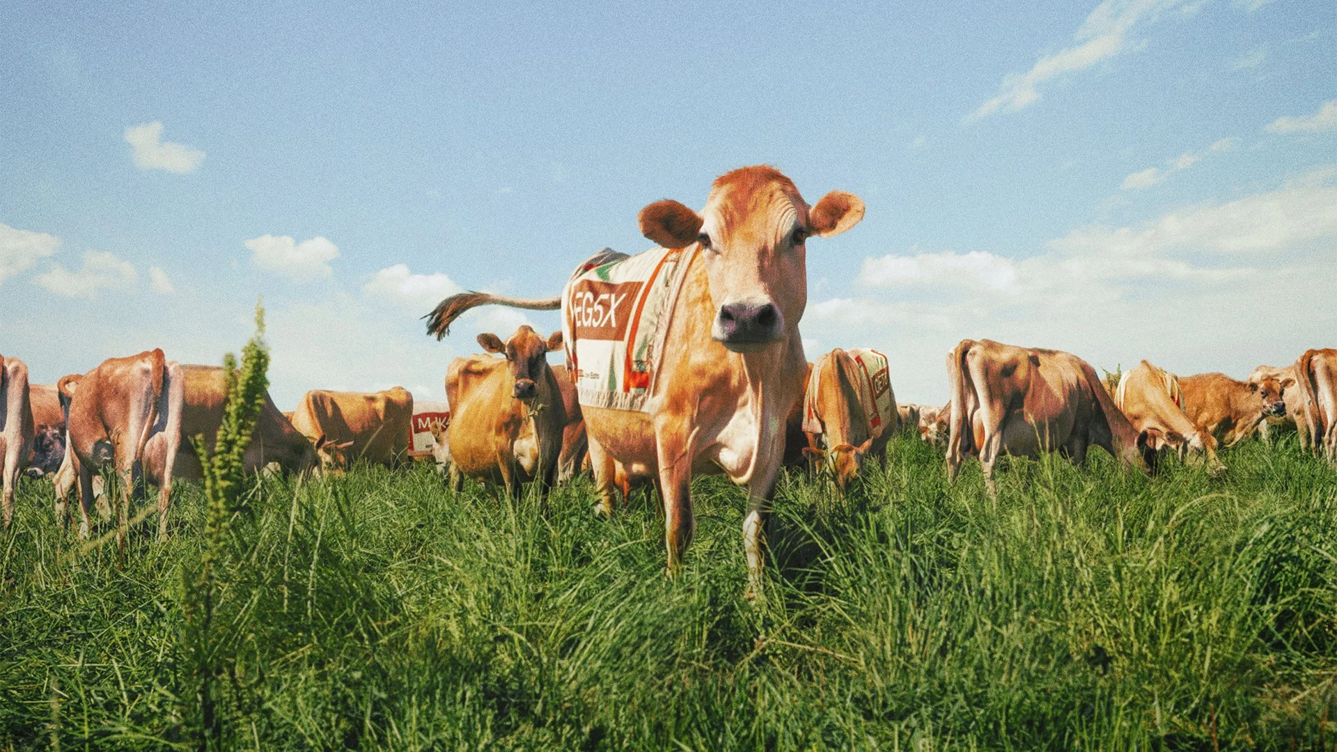 Cow Codes — Phoebe Sloane
