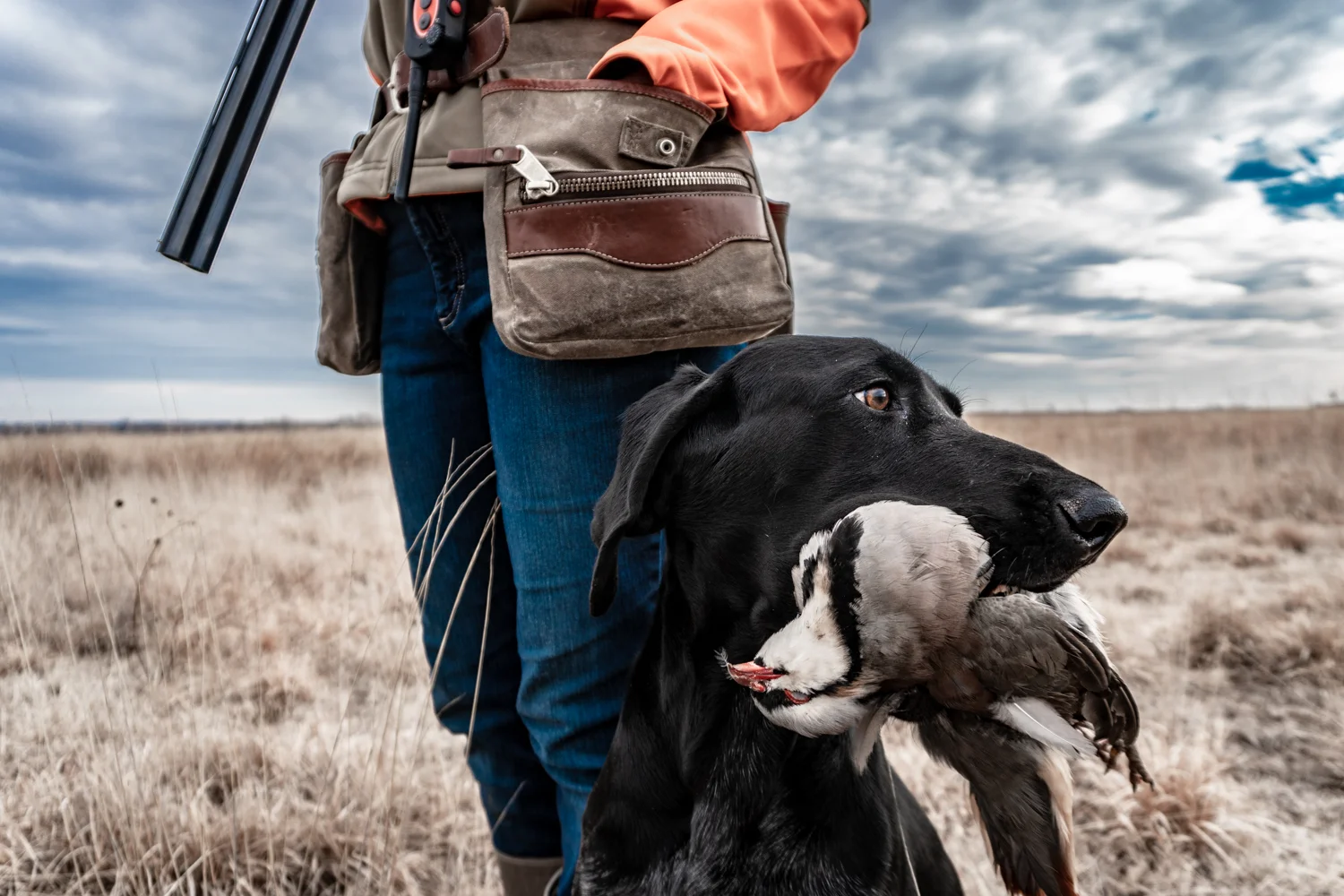 Dams — Standing Stone Kennels