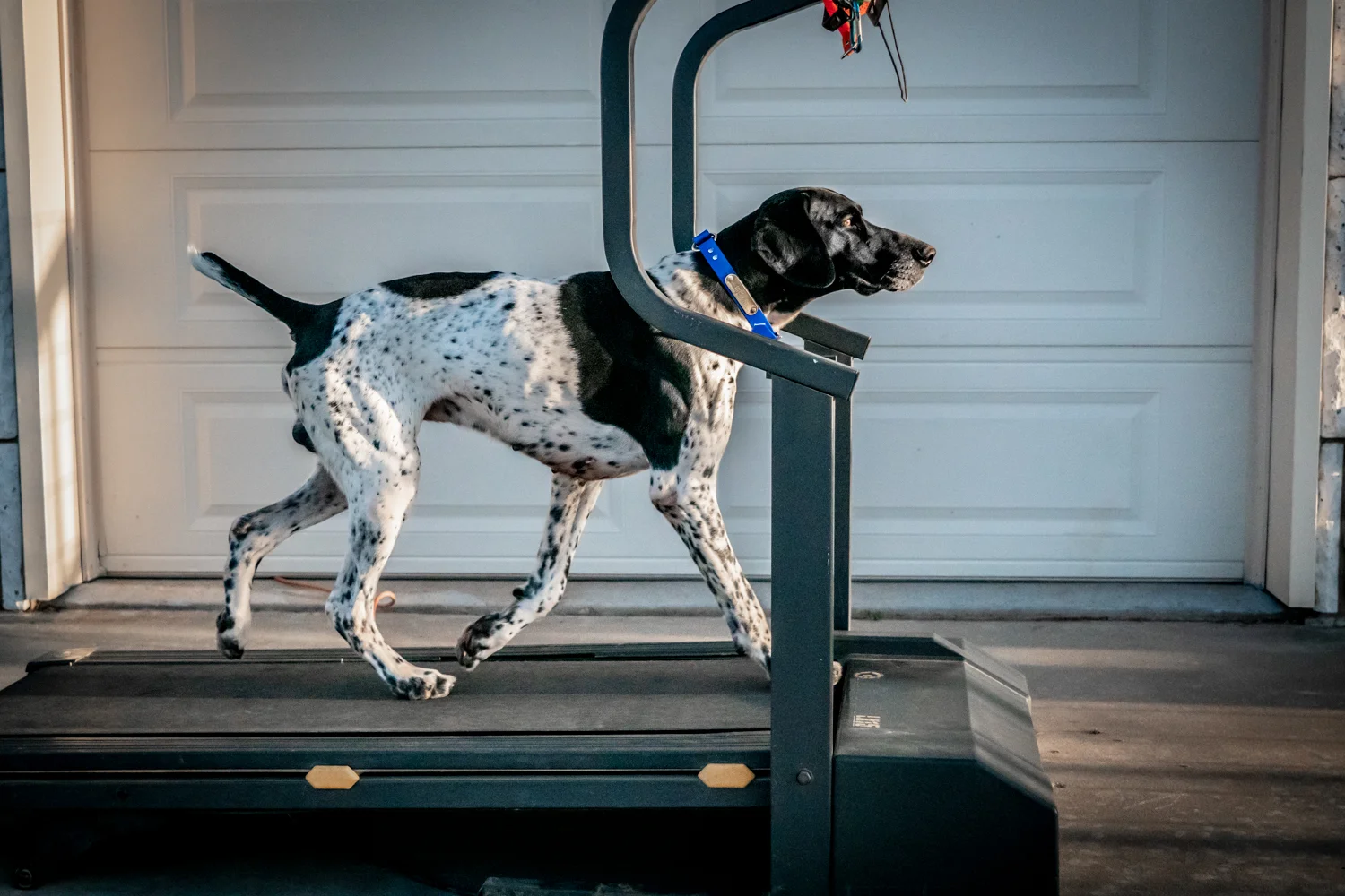 How Long Should My Dog Run On The Treadmill