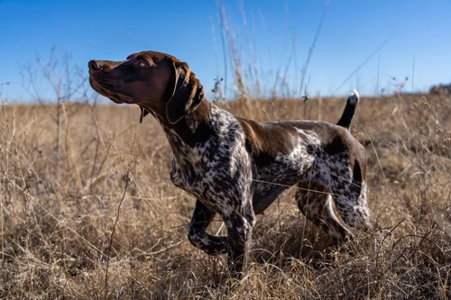 Are German Shorthaired Pointers Born With Short Tails