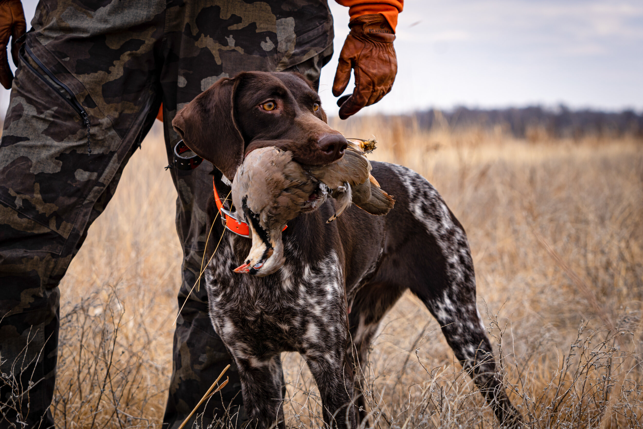 Dams — Standing Stone Kennels