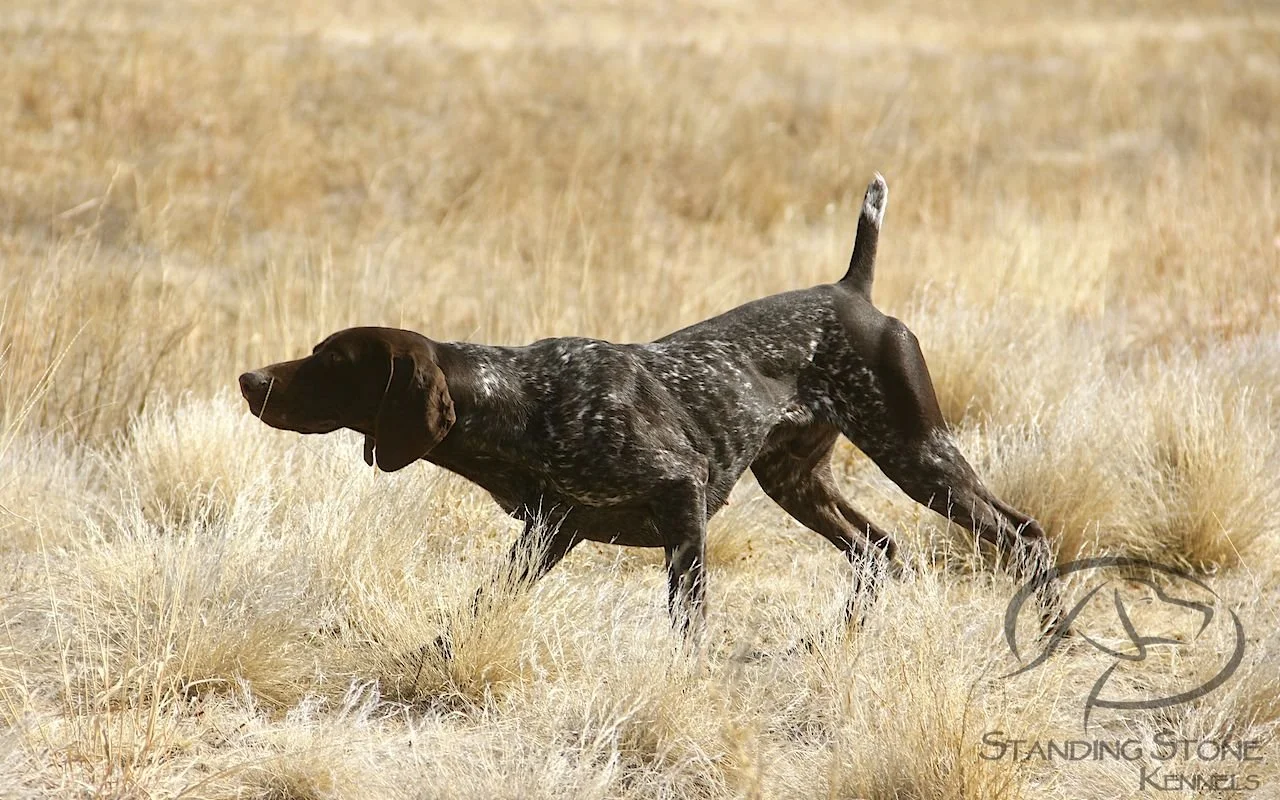 German Shorthaired Pointer Studs — Standing Stone Kennels
