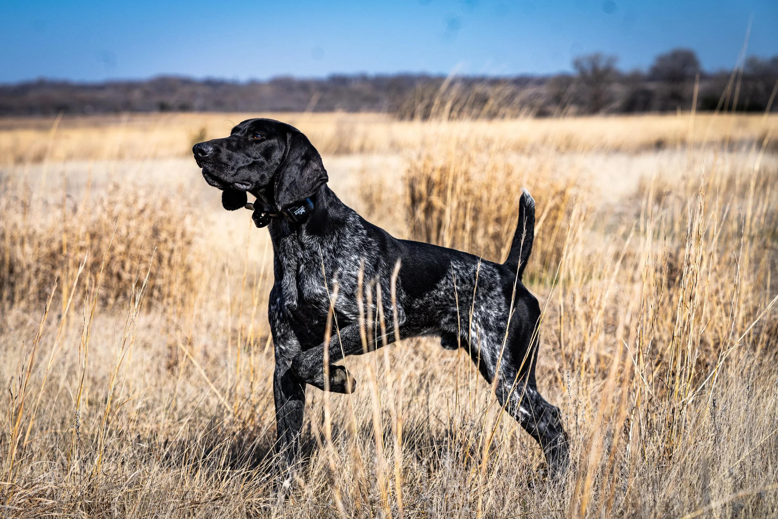German Shorthaired Pointer Studs — Standing Stone Kennels