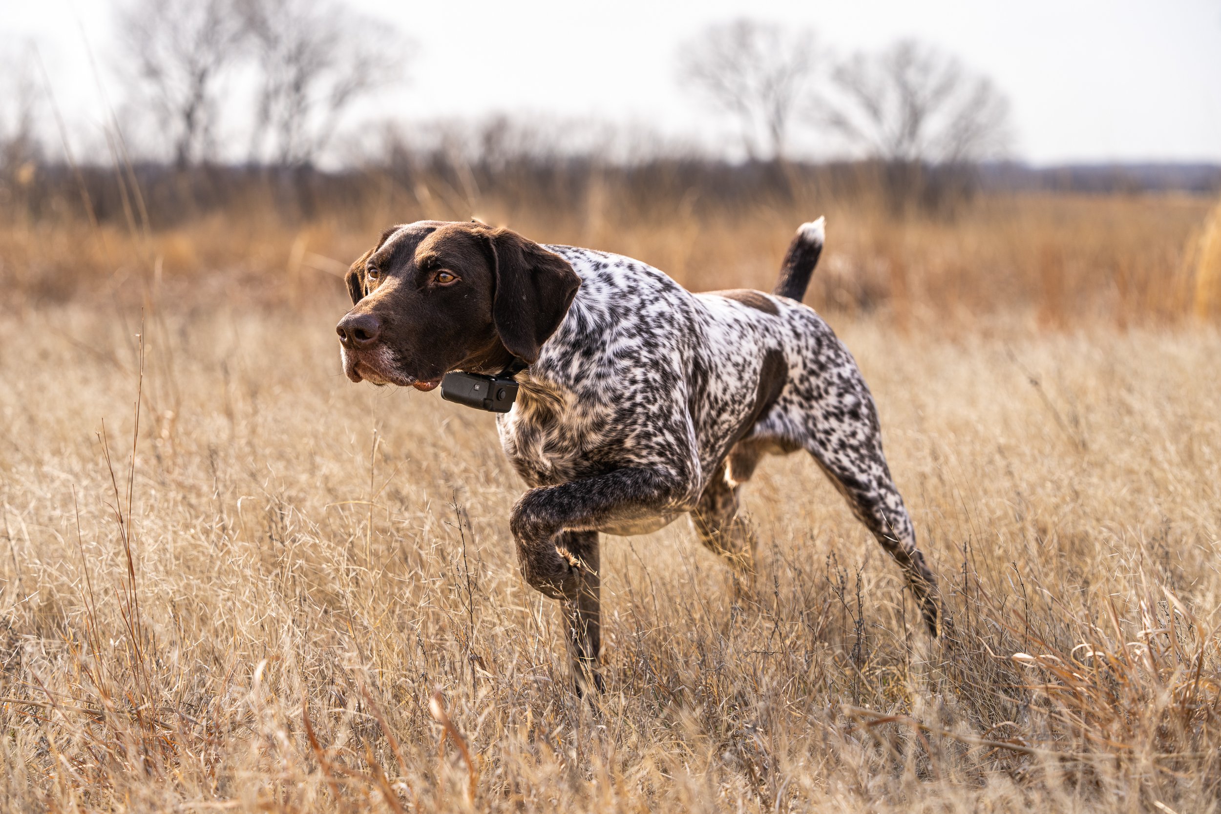 Influential Dogs — Standing Stone Kennels