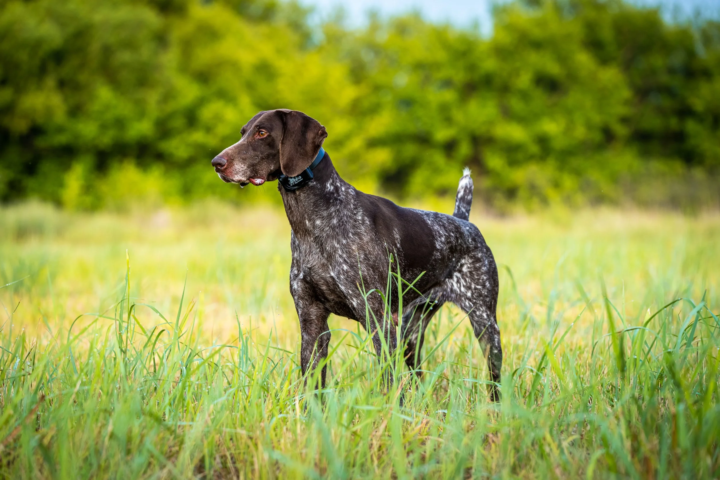 Dams — Standing Stone Kennels