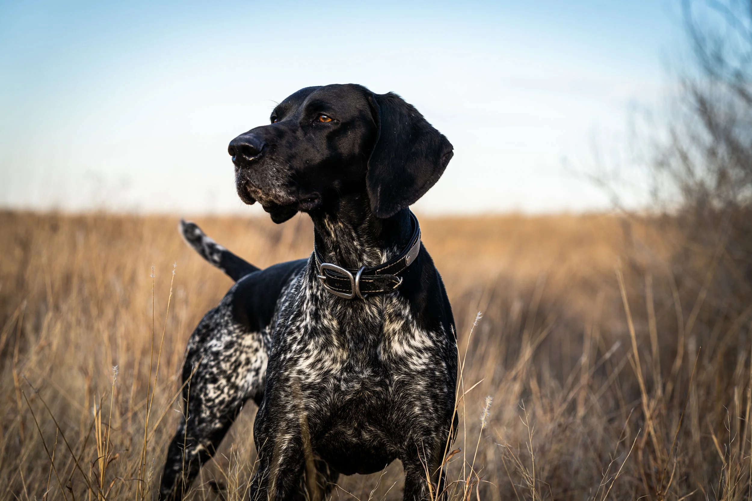 German Shorthaired Pointer Studs — Standing Stone Kennels