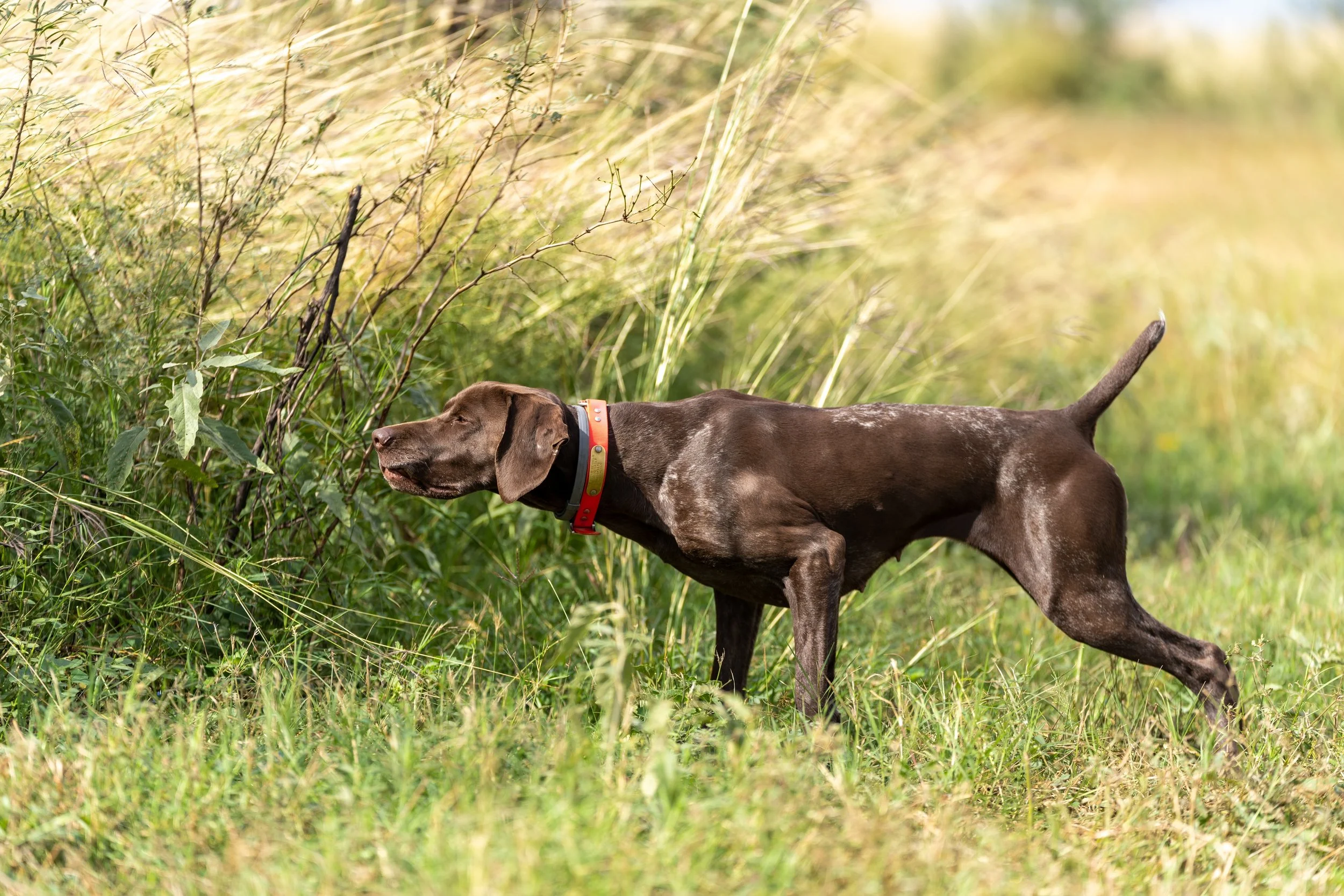 German Shorthaired Pointer On Point