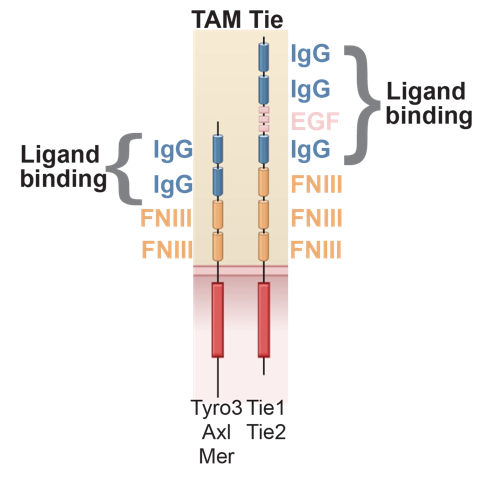 Ferguson — Lemmon & Ferguson Laboratories
