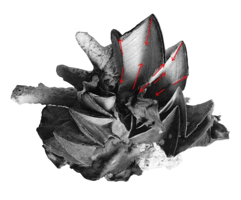 Shell Lace Structure — tonkin liu