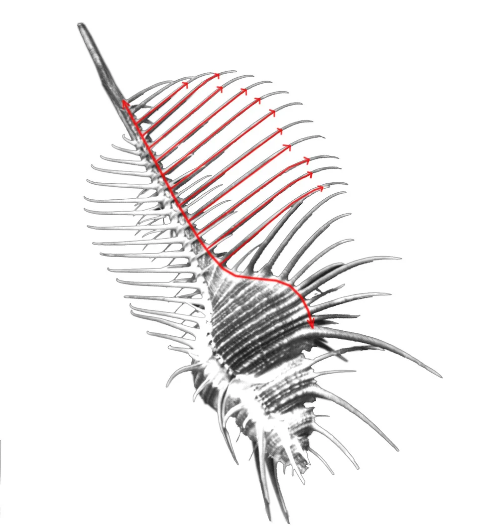 Shell Lace Structure — tonkin liu