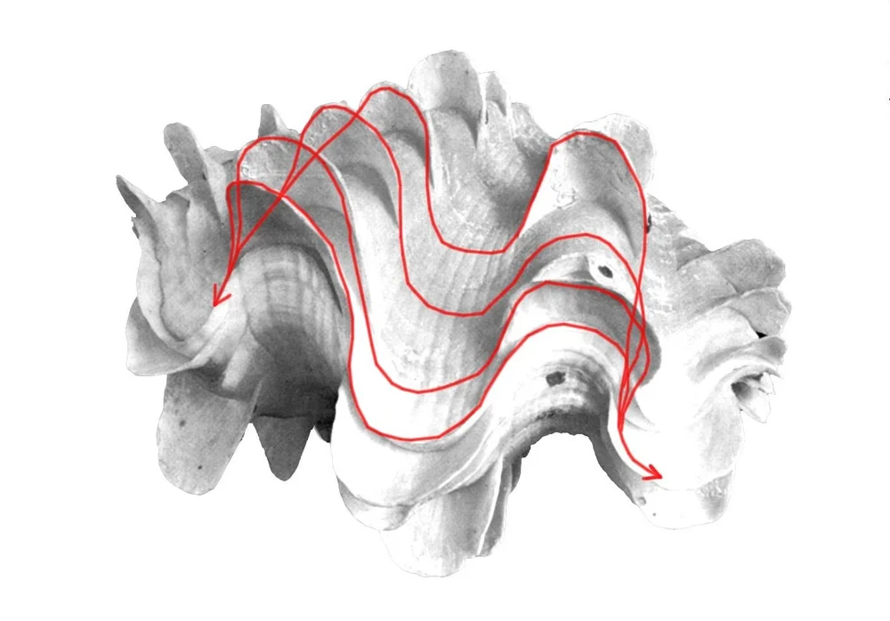 Shell Lace Structure — tonkin liu