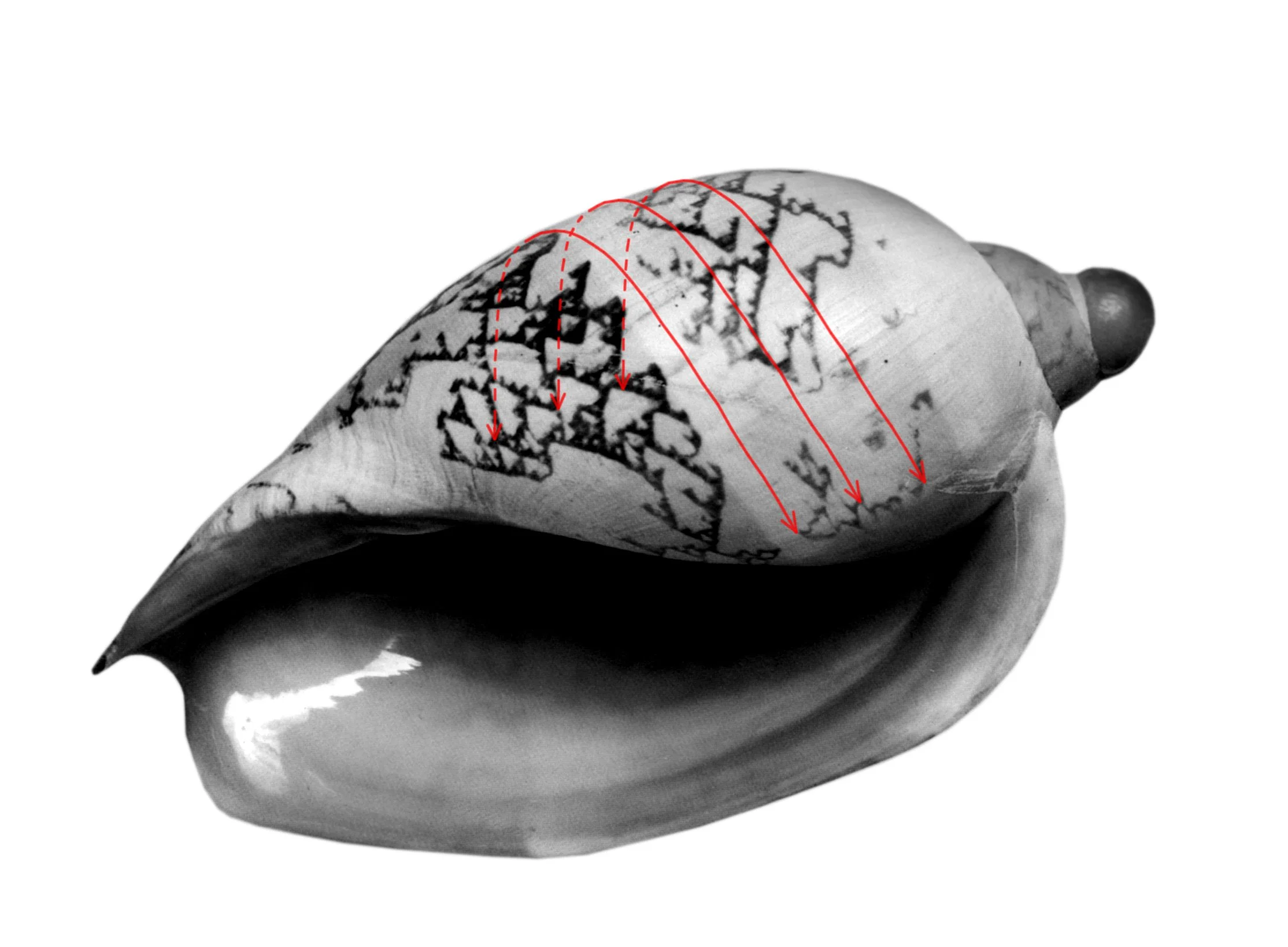 Shell Lace Structure — tonkin liu