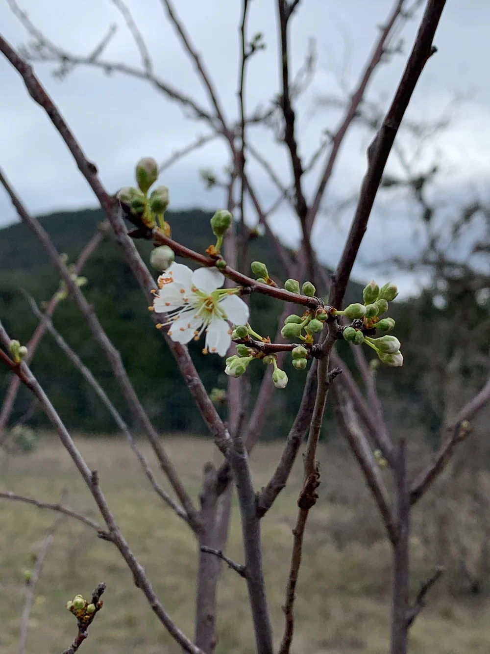 Third Eye Tribe of Venus Rising