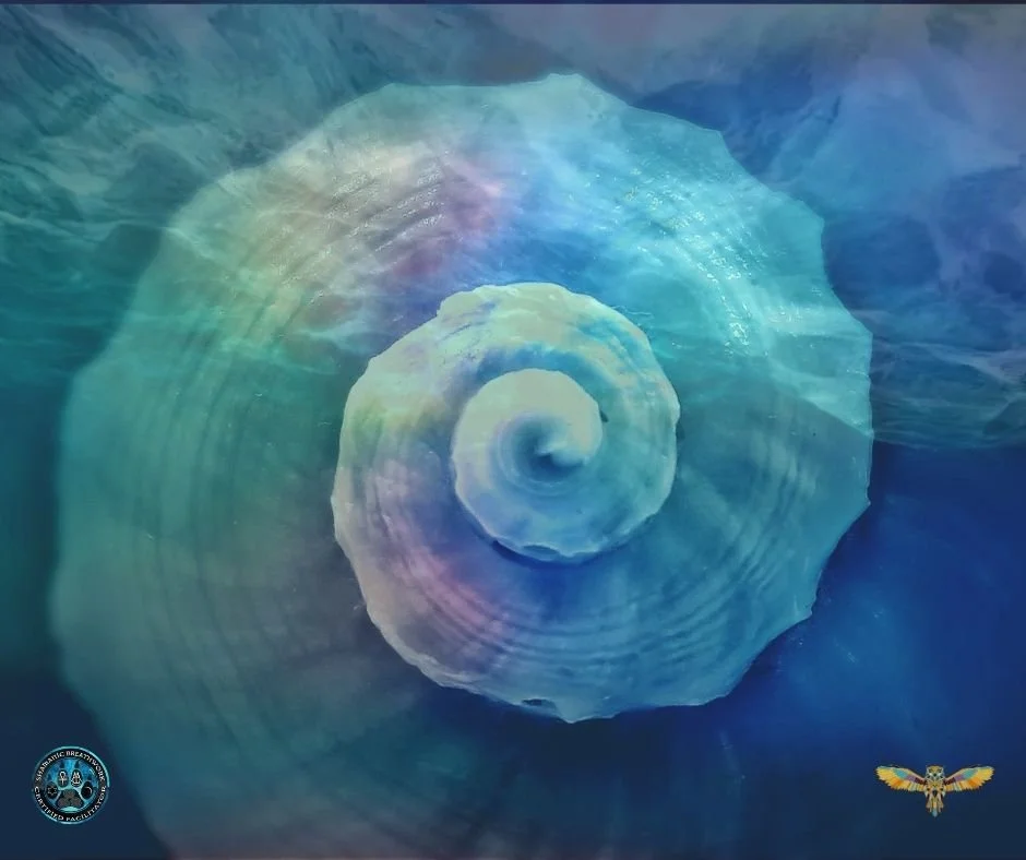 S.H.I.P Retreat — Third Eye Tribe of Venus Rising