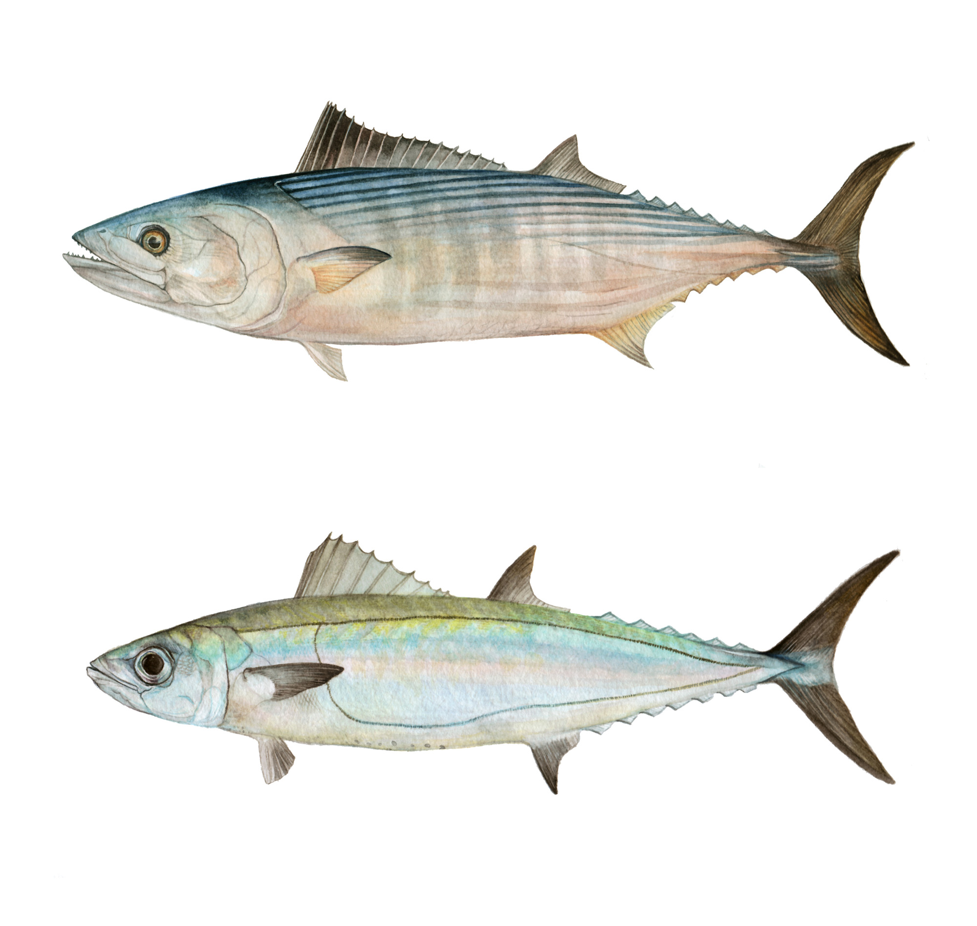 Fish Gallery — SFA