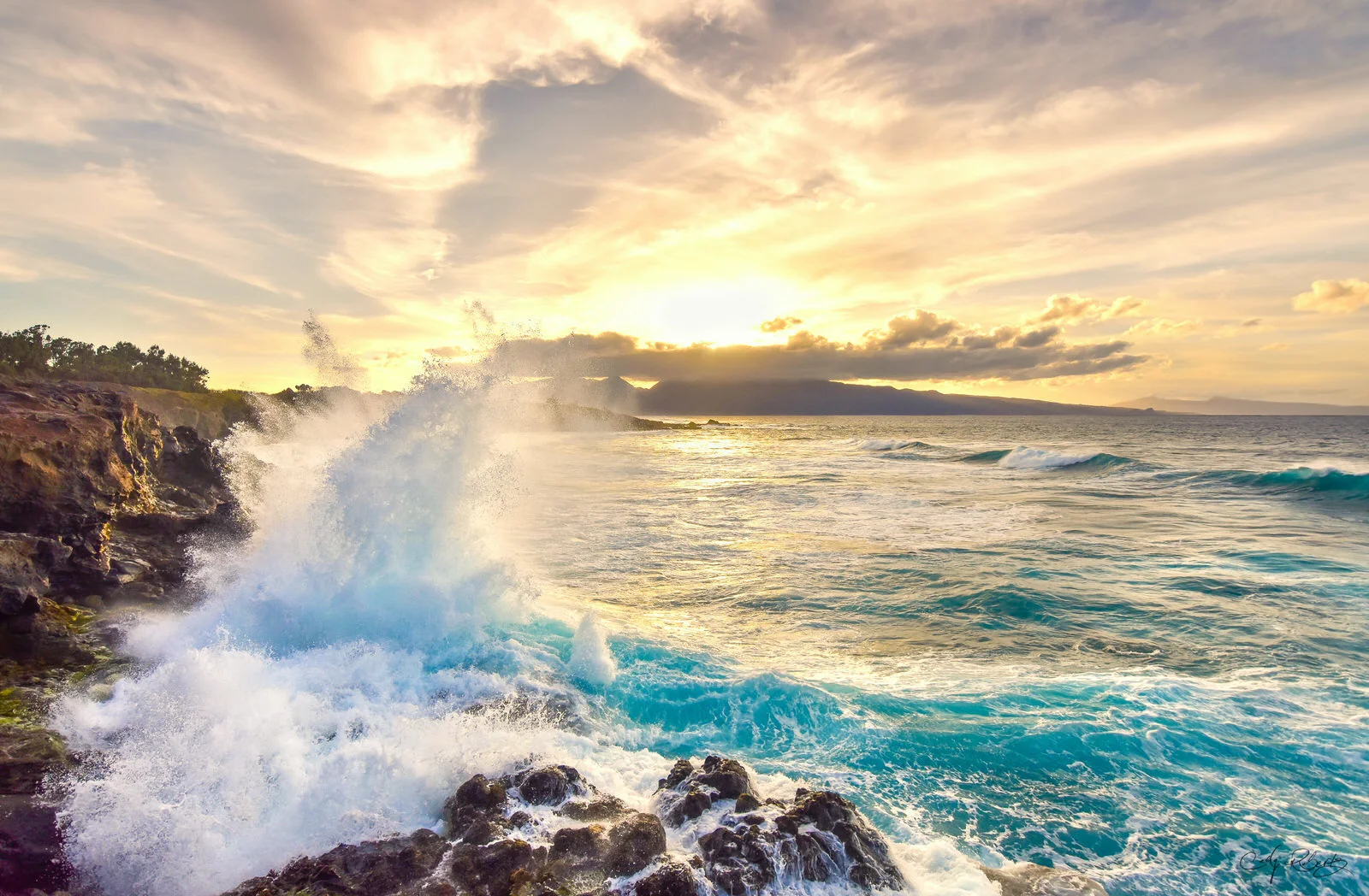 Ocean Life Hawaii Art