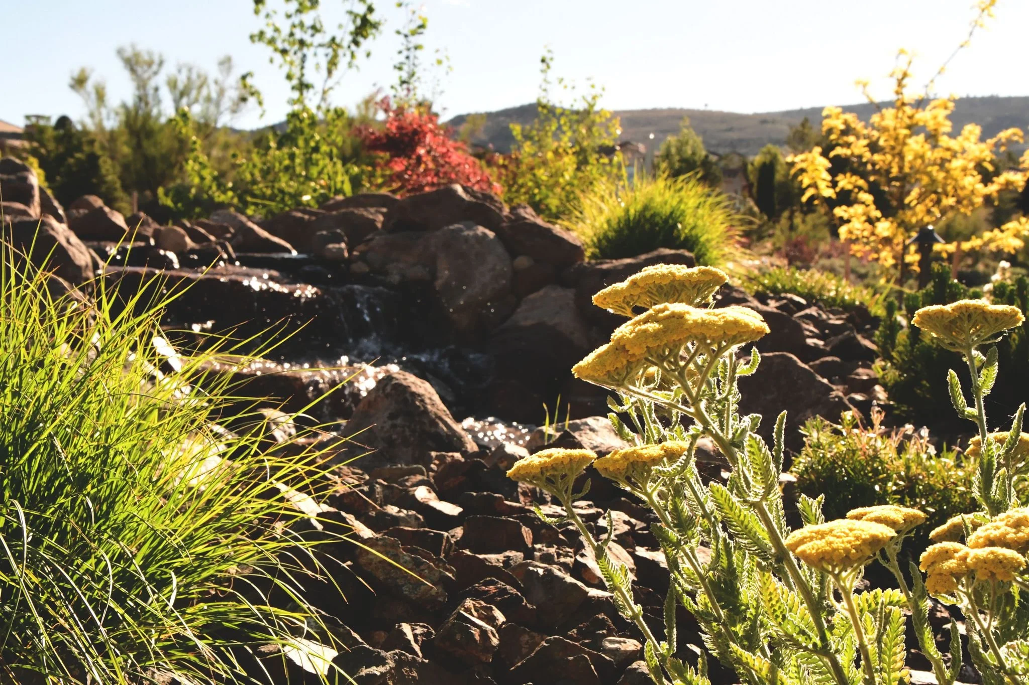 Wildlife Habitat Gardens and Plants in Mogul, Carson City, Reno, NV ...