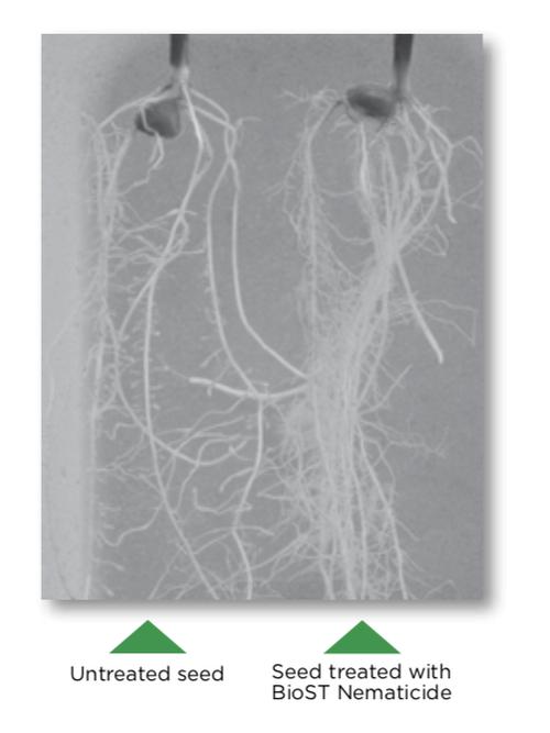 Broad-Spectrum Nematicide to Fight Nematodes | Soybean Nematicide ...