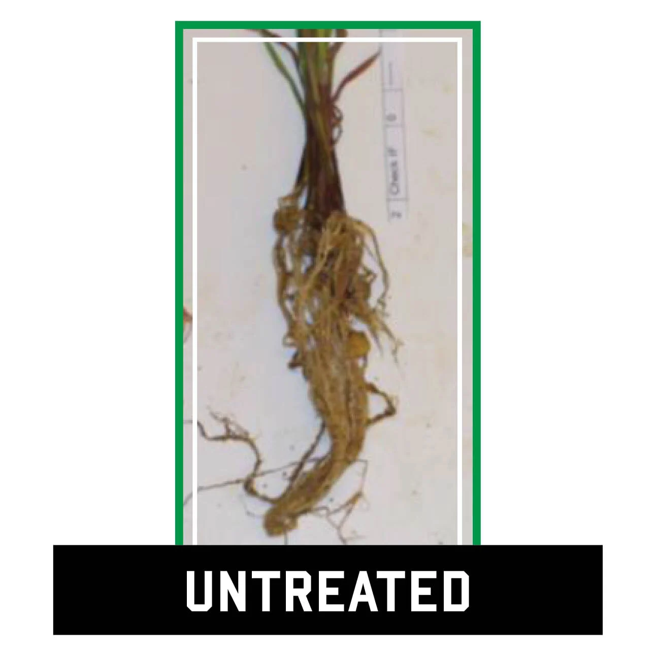Seed Treatment: What Are Fungicides and Insecticides? | Unified Ag ...