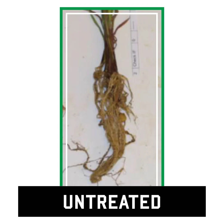 Seed Treatment: What Are Fungicides and Insecticides? | Unified Ag ...