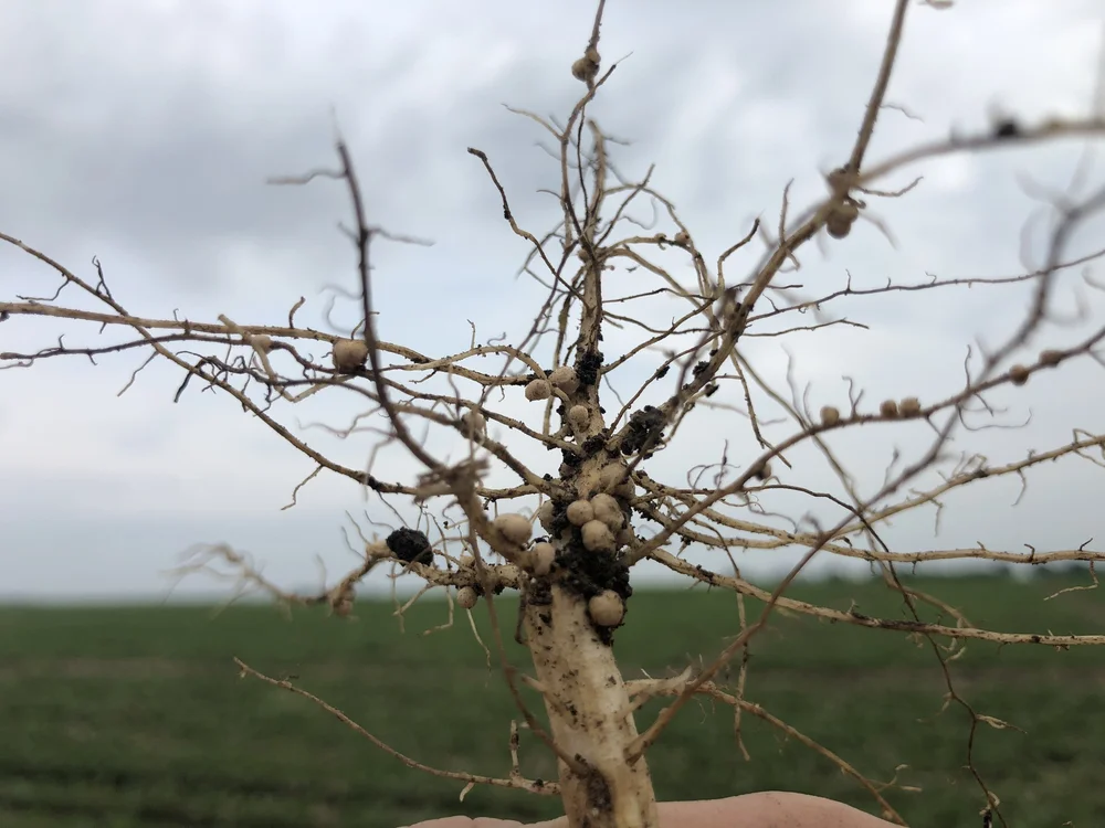 Soybean Seed Treatment | Unified Ag Solutions