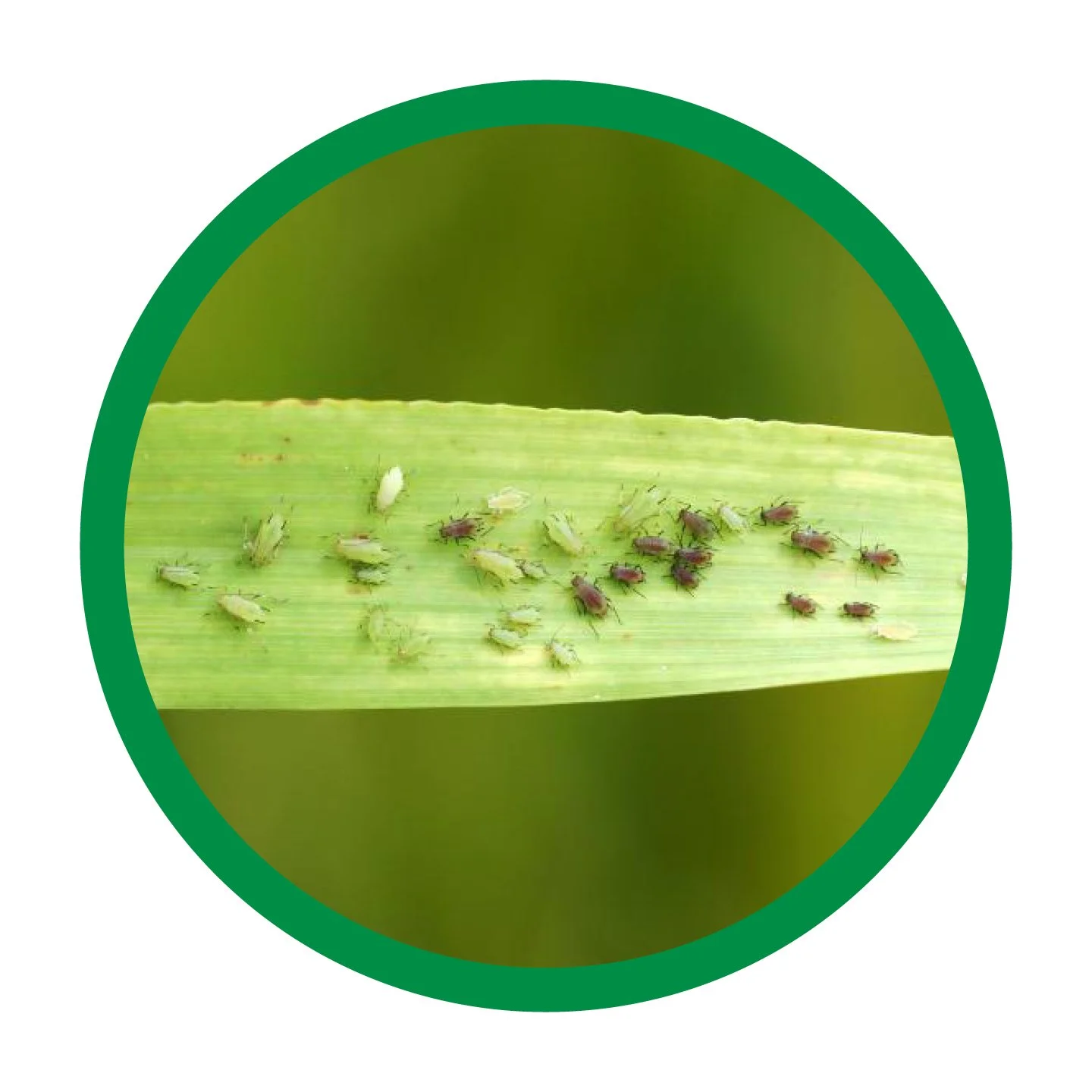 Legend™ 5L ST Insecticide | Thiamethoxam | Unified Ag Solutions