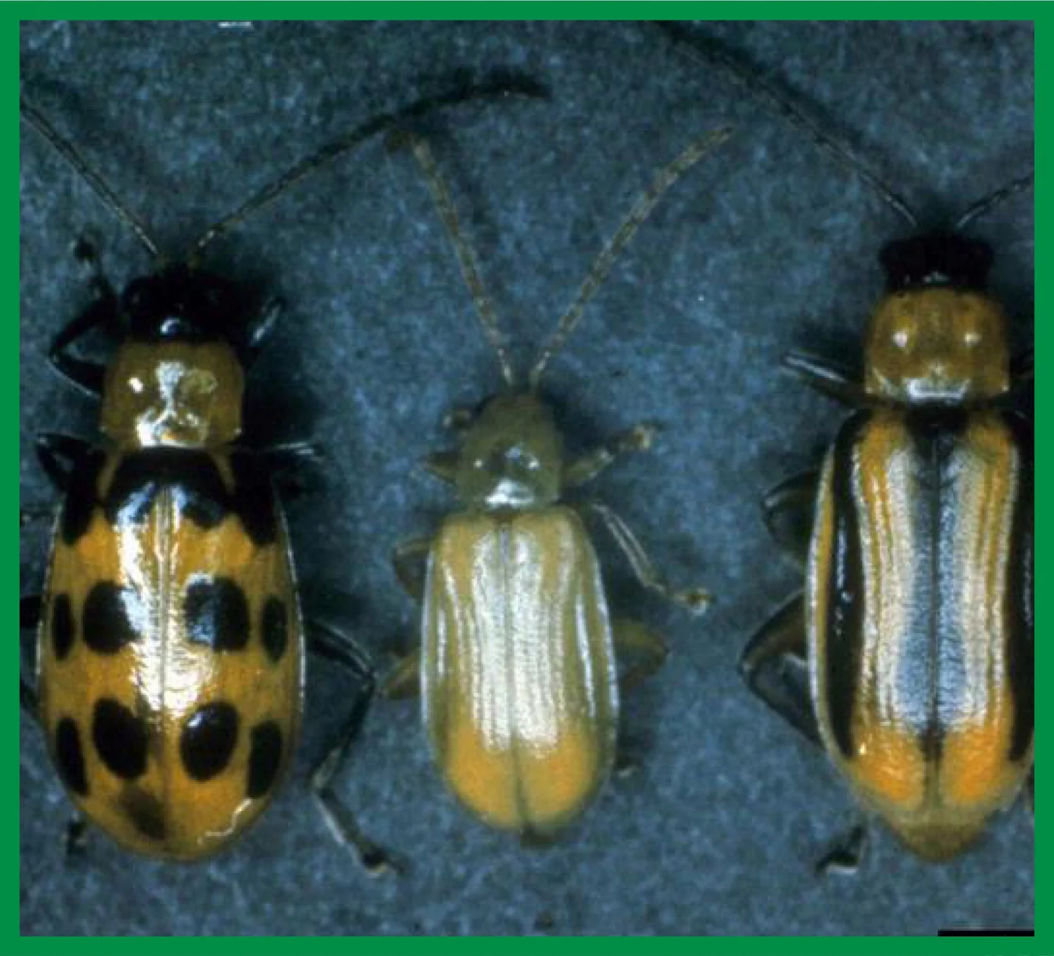 Corn Rootworm Solutions | CRW Treatment | Nematicide | BioST Nematicide ...