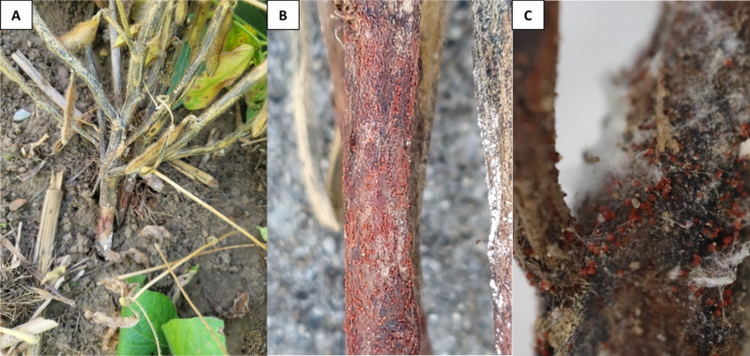 Red Crown Rot in Soybeans | Unified Ag Solutions