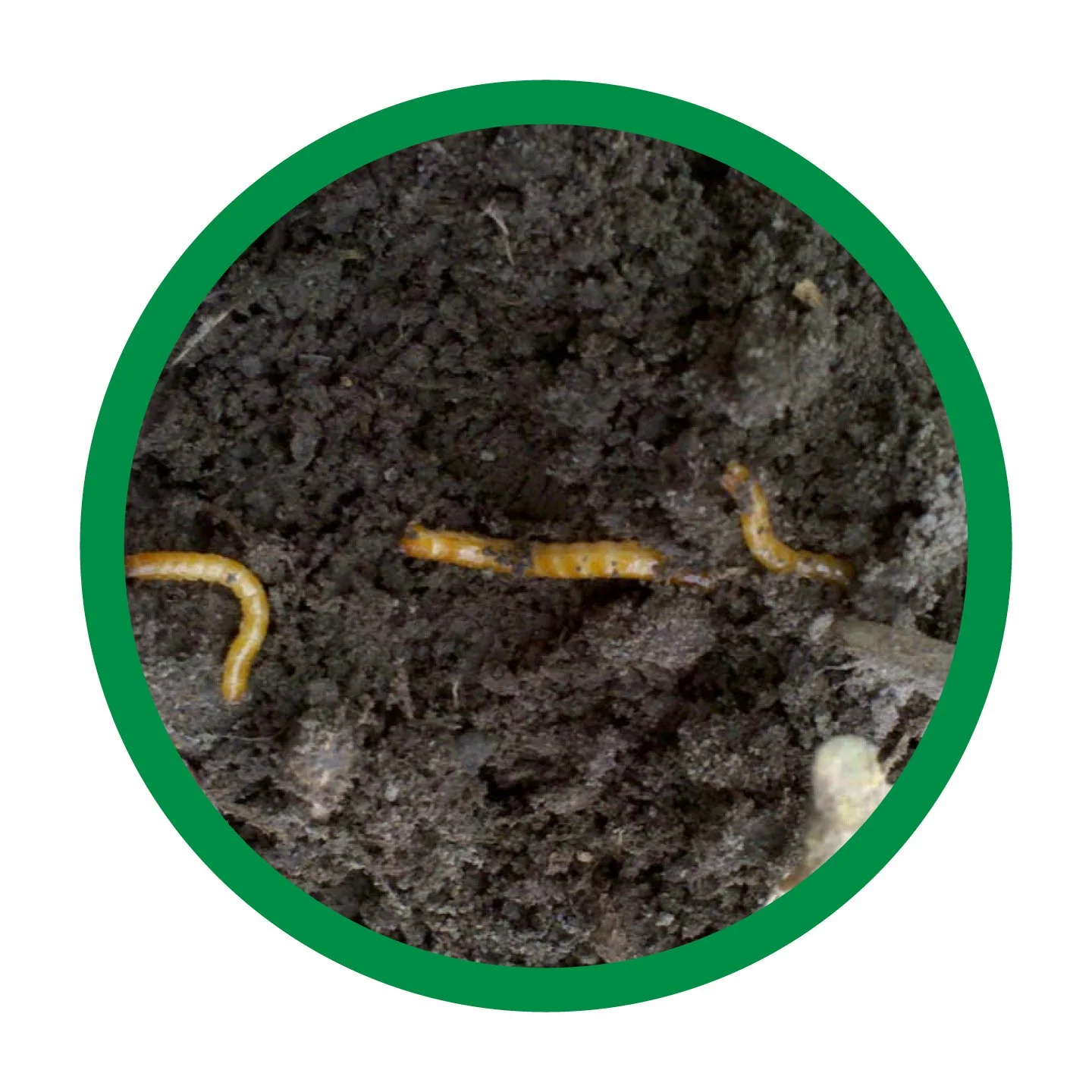 Legend™ 5L ST Insecticide | Thiamethoxam | Unified Ag Solutions