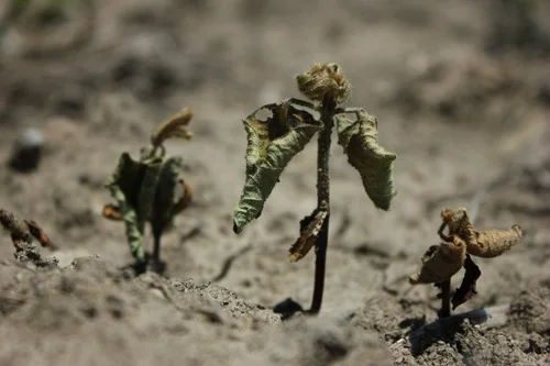 Understanding and Managing Pythium in Soybeans and Corn | Unified Ag ...