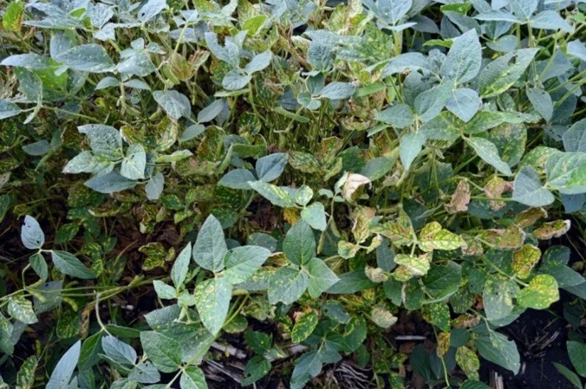 Managing Sudden Death Syndrome in Soybeans | Unified Ag Solutions