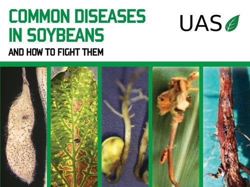 Soybean Seed Treatment | Customizable Soybean Seed Treatment | Unified ...