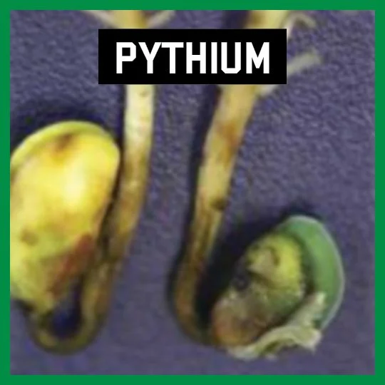 Common Soybean Diseases—And How to Fight Them | Unified Ag Solutions