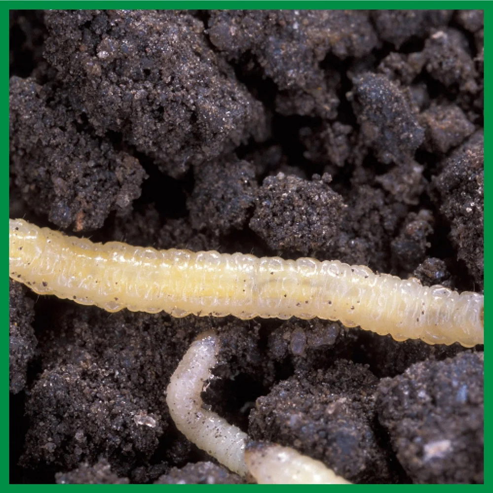 Corn Rootworm Solutions | CRW Treatment | Nematicide | BioST Nematicide ...