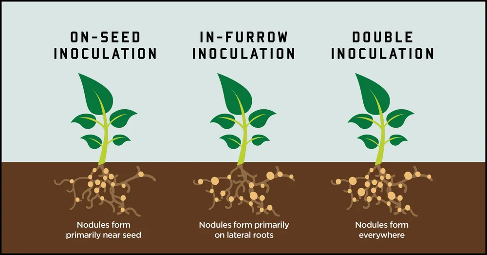 Inoculate Soybeans on Virgin Soil | Unified Ag Solutions