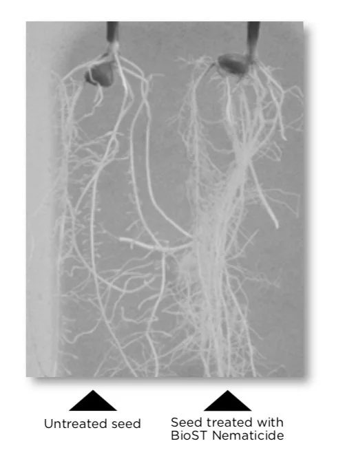 Nematicide | Soybean Nematicide | Corn Nematicide | Unified Ag Solutions