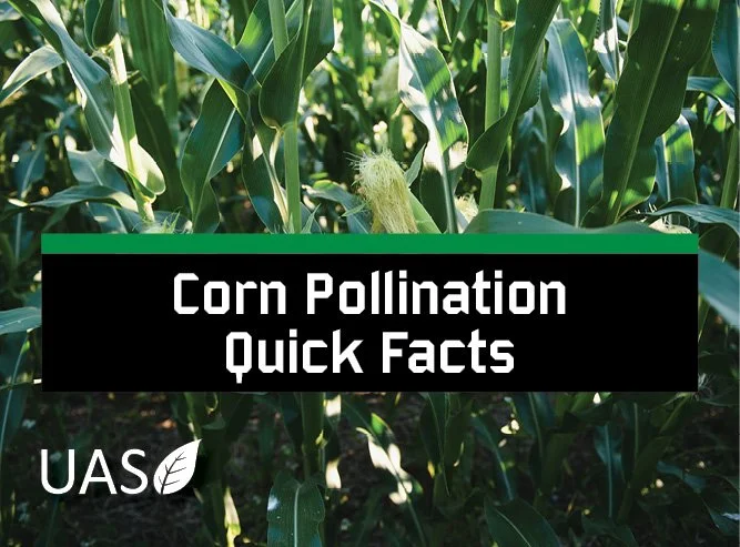 Corn Pollination Quick Facts | Unified Ag Solutions